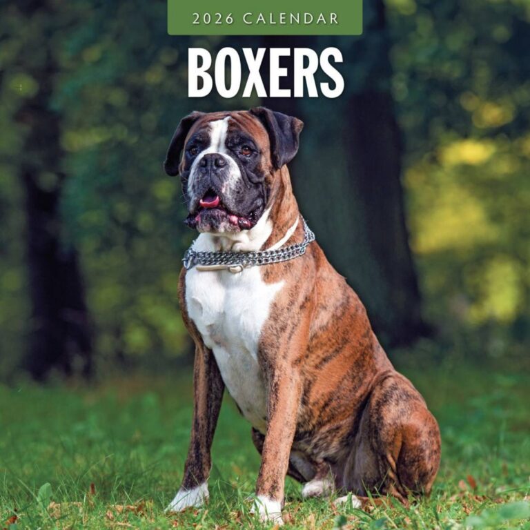 Kalender Boxer 2026 - PetsPerfect